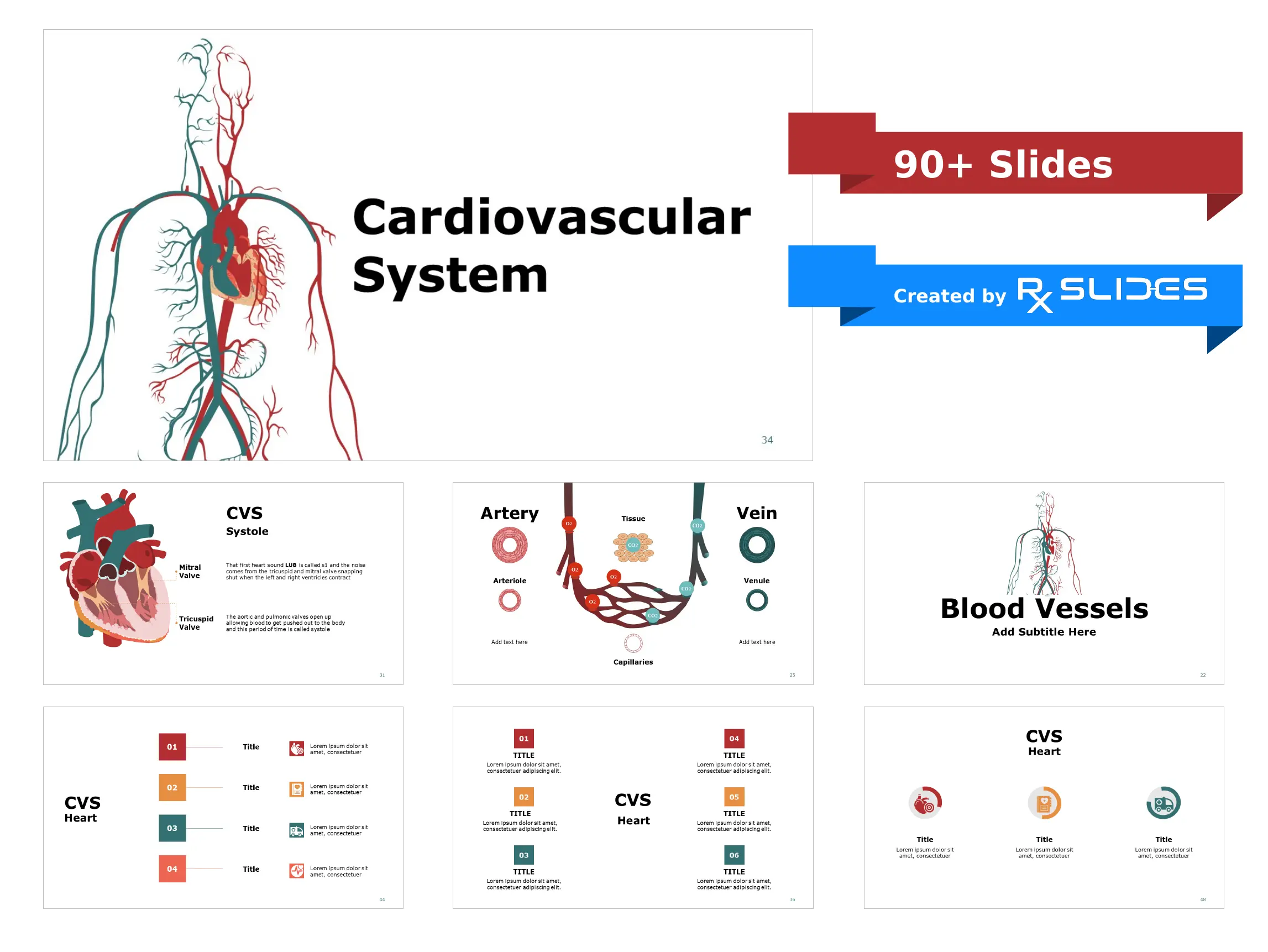 Download Cardiovascular system anatomy and physiology PowerPoint Template| RxSlides